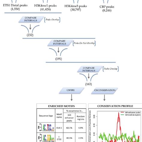 Identification Of Putative Enhancers This Workflow Shows The Download Scientific Diagram