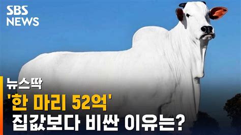 한 마리 52억 세계서 가장 비싼 소몸값 치솟는 이유는 Sbs 뉴스딱 Youtube