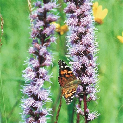 Prairie Future Seed Company Marsh Blazing Star Seed