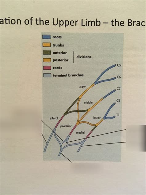 Diagram Of Lecture Brachial Plexus Quizlet