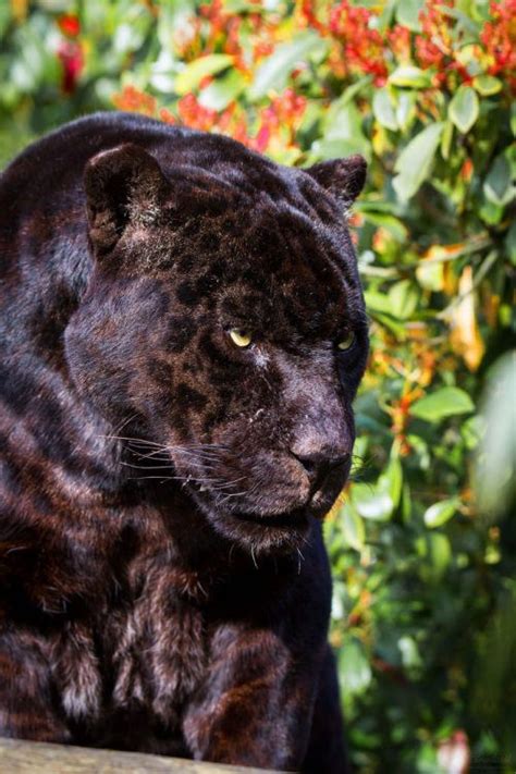 🔥 The Black Panther And Leopard Couple Rnatureisfuckinglit