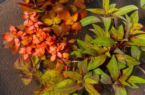Red Aquarium Stem Plant Pack Buce Plant