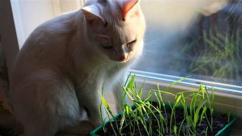 Vers Chez Le Chat Comment Les Identifier Et Les Soigner