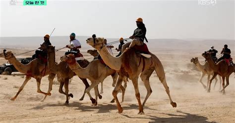 오늘 한 컷 사막 유목민의 오랜 친구 낙타와 함께 경주를