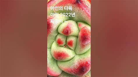 통통 완전 짧뚱 ~ 색감도 나쁘지 않고 ~파종이 실생 다육 다유기 다육이 다육식물 반려식물 다육판매 다육이판매 다육이키우기 다육인스타그램 매혹이 청주