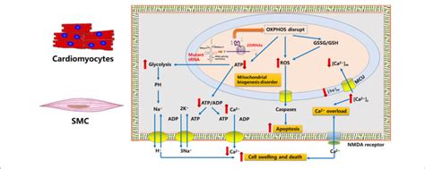 Potential Mechanisms Involved In TRNA Mutation Associated EH Altered