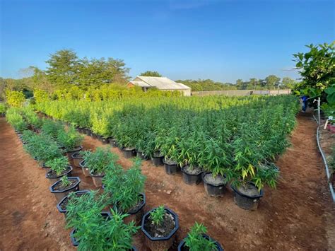 史上最多種4218株大麻 起訴8人 中華日報 中華新聞雲