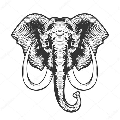 Elephant Head Illustration Stock Vector Image By ©art Liua 110514258