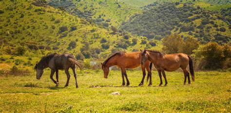 Free Images Landscape Nature Grass Field Meadow Prairie Green