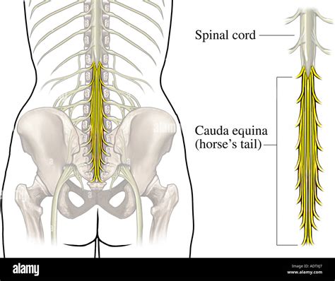 Spinal Cord Anatomy Cauda Equina