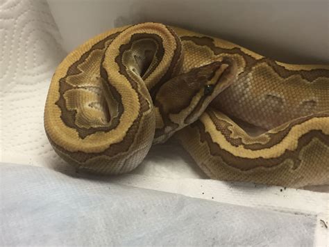 Python Regius Königspython Schneckes Reptilieneckes Webseite