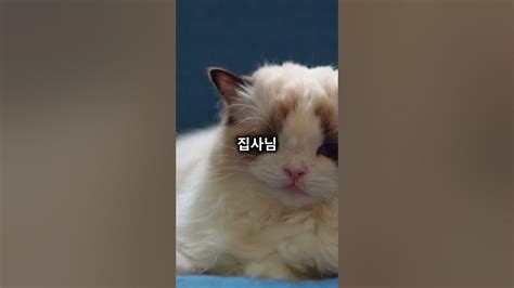 귀여운 고양이 품종 Top 3 🐱 Youtube