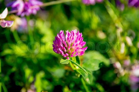Trifolium Pratense Stock Image Colourbox