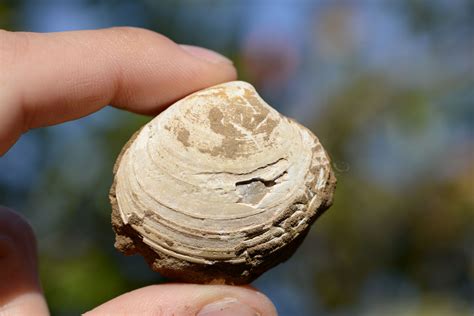 Uk Fossil Collecting