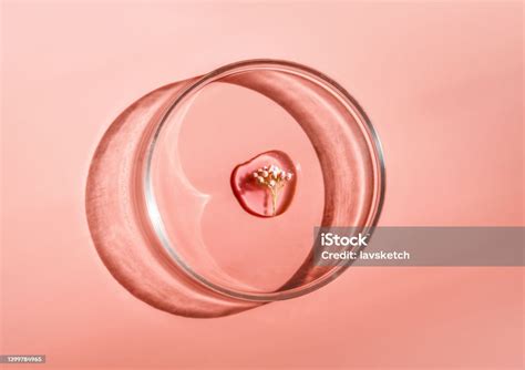 물 혈청 기름 미용 제품 및 꽃이있는 실험실 유리 페트리 접시 자연 의학 개념에 대한 스톡 사진 및 기타 이미지 개념 건강
