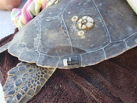 In Water Research Group The Turtleman Foundation