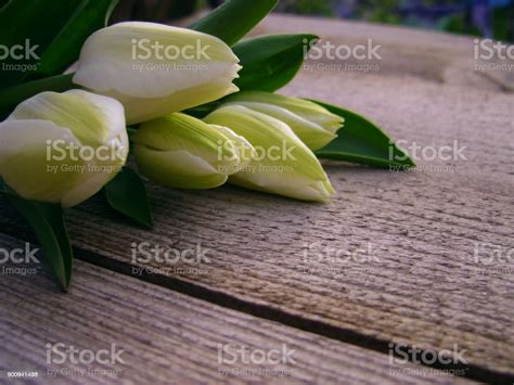 메시지에 대 한 공간을 가진 나무 배경에 튤립입니다 어머니의 날 배경입니다 최고의 볼 수 있습니다 발렌타인 데이 배경입니다 4월에 대한 스톡 사진 및 기타 이미지 Istock