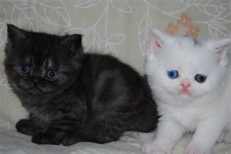 Котик рисунок черно белый Чёрно белые рисунки кошек карандашом Twin