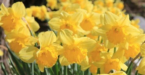 Нарциссы: раскрываем секреты обильного цветения | Tulips, Plants, Garden