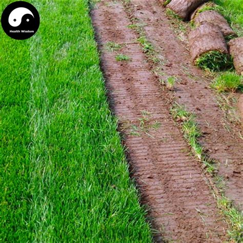 Buy Tall Fescue Grass Semente 2000pcs Plant Evergreen Lawn Grass