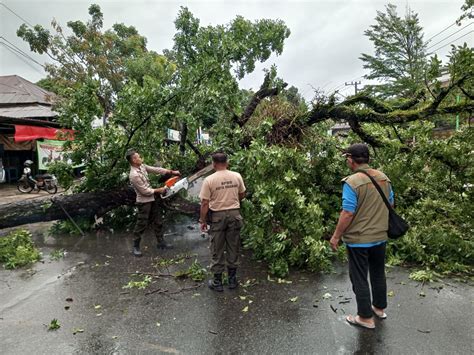 Hujan Dan Angin Kencang Sebabkan Pohon Tumbang Di Padang Lintas Sumbar