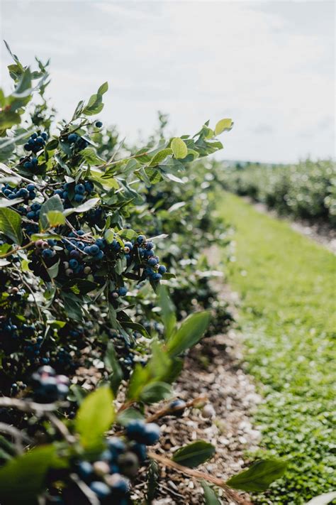 La Limonade Aux Bleuets De Bleueti Re Marland Tastet