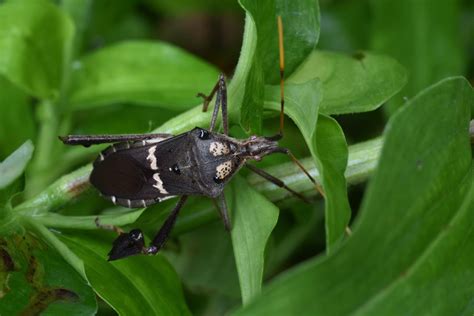 Leaf Legged Bug Rinsectporn