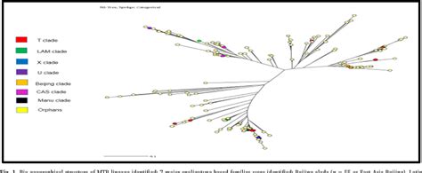 Figure 1 From Molecular Clustering Of Patients With Mycobacterium
