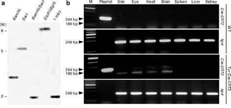 Integration Into The Genome And Expression Of Cre Ert2 In 3 Week Old Download Scientific