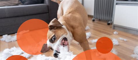 Does Chewing Release Energy For Dogs Unleash The Facts