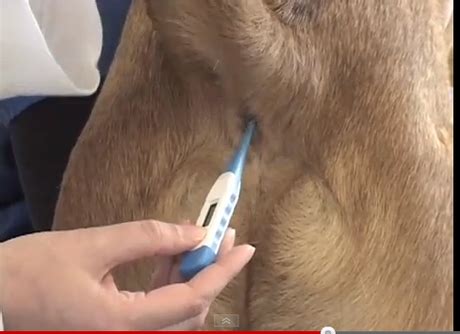 Savoir prendre la température dun chien ou dun chat cest pas si