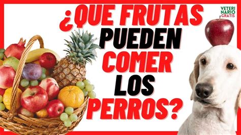 ¿qué Frutas No Pueden Comer Los Perros Descubre Las Peligrosas Para Tu
