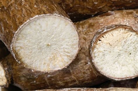 Thai Cassava And Its Derivatives Production And Export Affected By Droughts