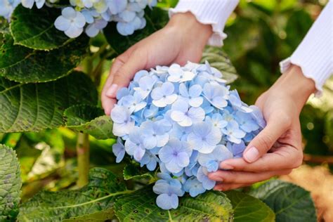 How To Revive A Hydrangea Plant Tips And Tricks