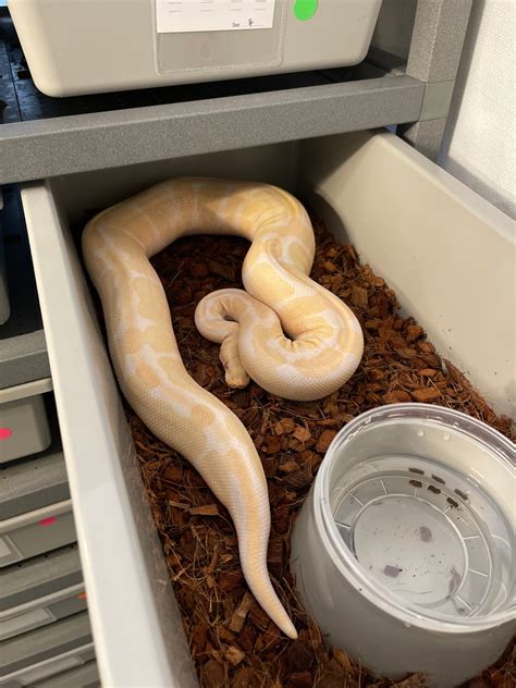 Albino Calico Het Pied Ball Python By Naughty Balls Morphmarket
