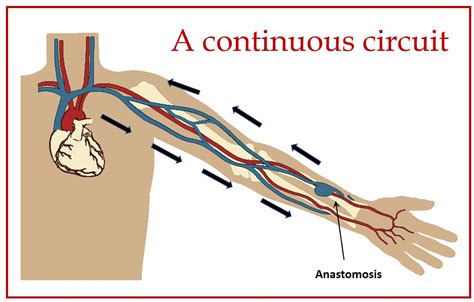 Optimizing Hemodialysis Vascular Access Planning Asn Excellence In Patient Care Epc