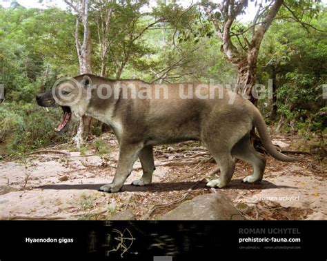 Hyaenodon Gigas Бестиарий Доисторические животные Prehistoric Fauna
