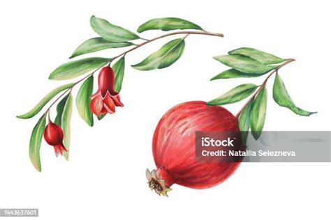 꽃과 나뭇 가지에 수채화 석류 흰색 배경에 격리된 현실적인 맛있는 석류석 빨간 과일 디자이너용 석류나무에 대한 스톡 벡터 아트