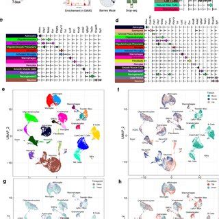 Overall Study Design And ScRNAseq Cell Clusters And Gene Markers A Download Scientific Diagram