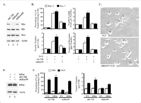 Rin Gtpase Is Required For Ngf Induced Neurite Outgrowth A