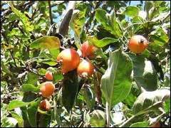 Яблоня лесная и культурная