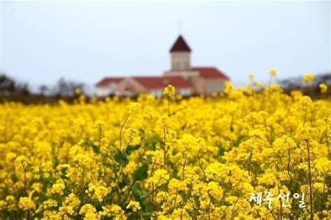 제주도여행 제주도2박3일여행코스 봄여행