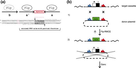 Architecture Of Frt Sites Their Mutants And Their Use For Rmce A