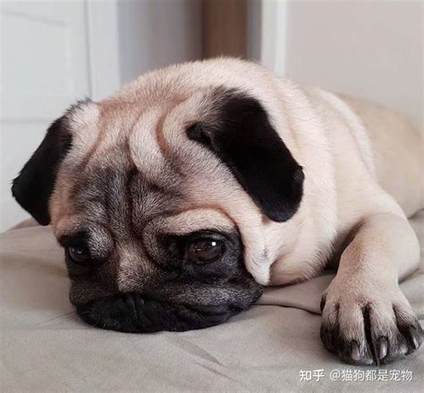 狗狗也会“哭”吗？狗狗流泪的几种原因 知乎