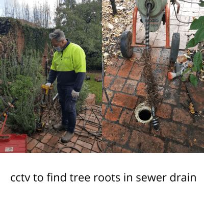 How We Remove Tree Roots From Drain Pipes Richmond Plumbing Roofing