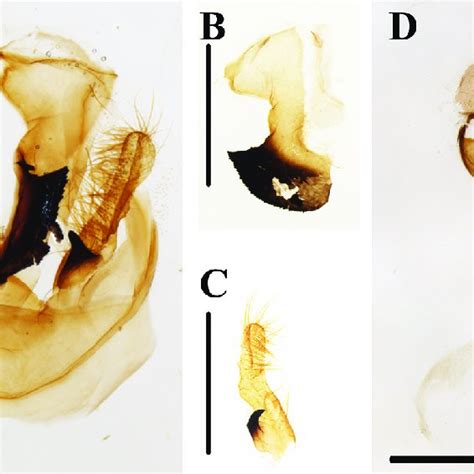 Thitarodes Shambalaensis Sp Nov A Holotype Male Dorsal View B