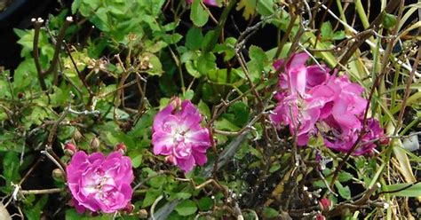 Imgur The Magic Of The Internet