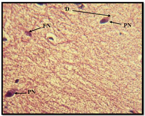 Cross Section Through The Cerebellum Cortex Of White Choeked Bulbul Download Scientific Diagram