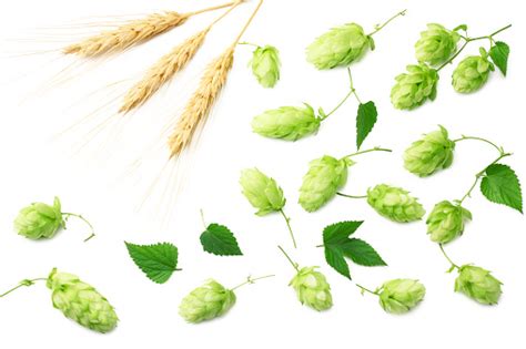 흰색 배경에 고립 된 홉 콘과 밀 귀 맥주 양조 재료 맥주 양조장 개념 맥주 배경입니다 맨 위 보기 0명에 대한 스톡 사진 및