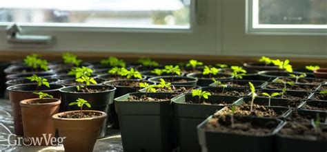 Troubleshooting Seed And Seedling Problems Seedlings Seeds Home Grown Vegetables
